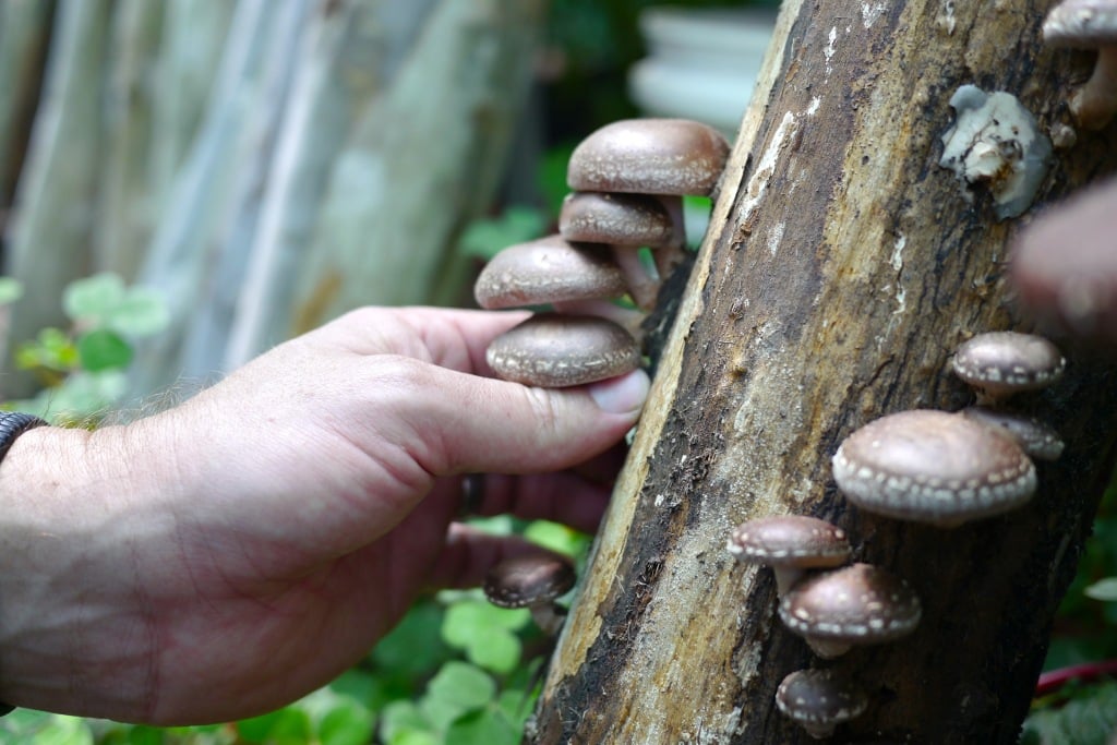 Home-grown Shiitake Logs: harvest time - Milkwood: permaculture courses ...