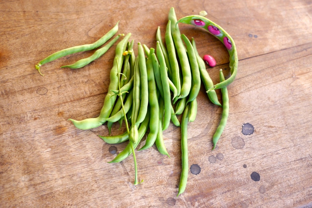 Bean Tipi: the harvest - Milkwood: permaculture courses, skills + stories