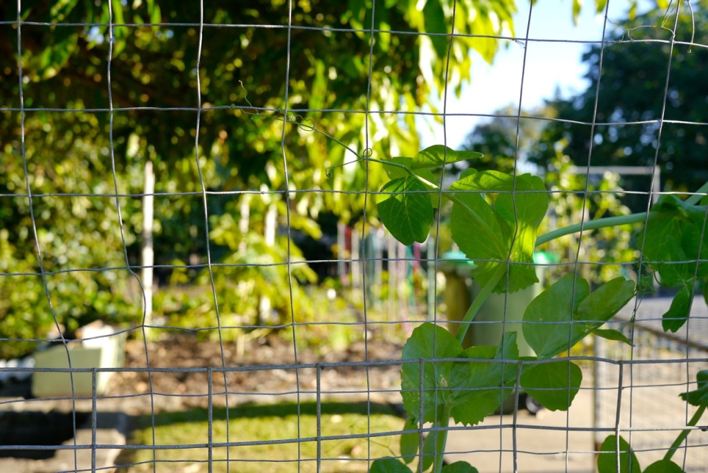 A wanderer's guide to Iluka - Milkwood: permaculture courses, skills ...