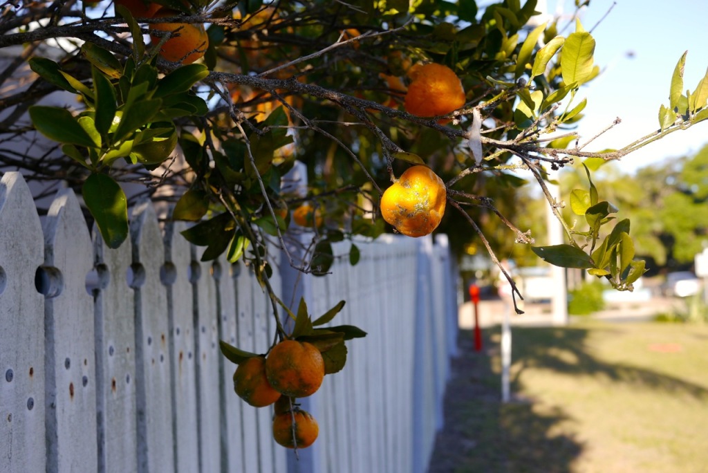 A wanderer's guide to Iluka - Milkwood: permaculture courses, skills ...