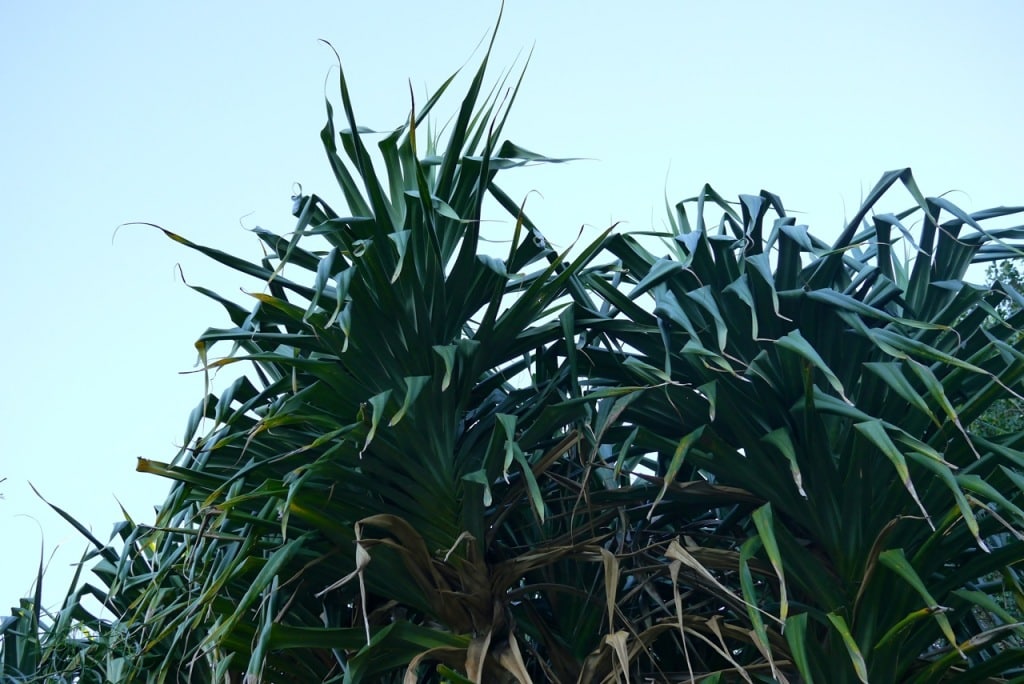 A wanderer's guide to Iluka - Milkwood: permaculture courses, skills ...