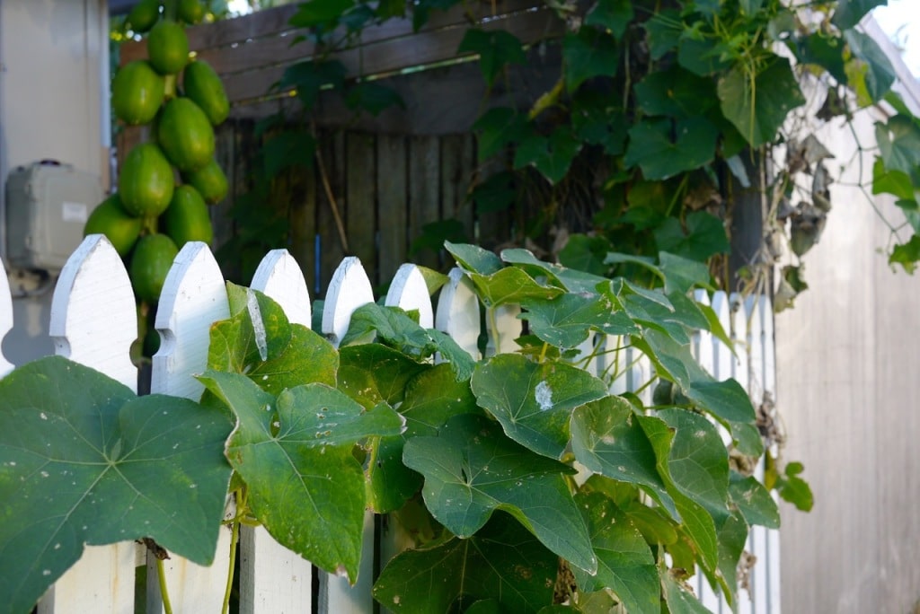 A wanderer's guide to Iluka - Milkwood: permaculture courses, skills ...