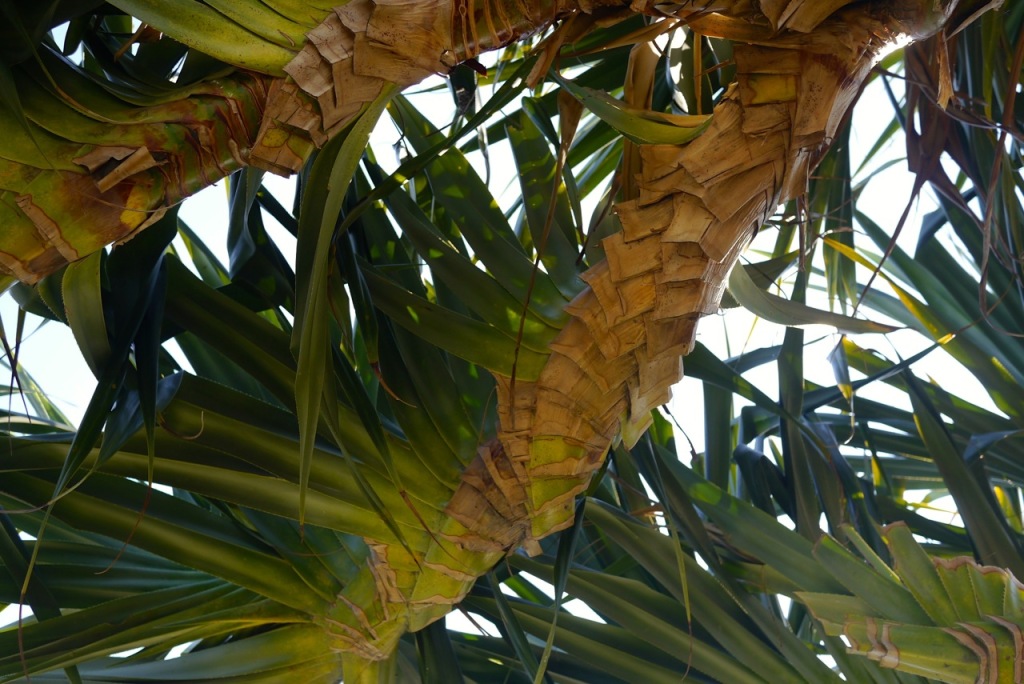 A wanderer's guide to Iluka - Milkwood: permaculture courses, skills ...