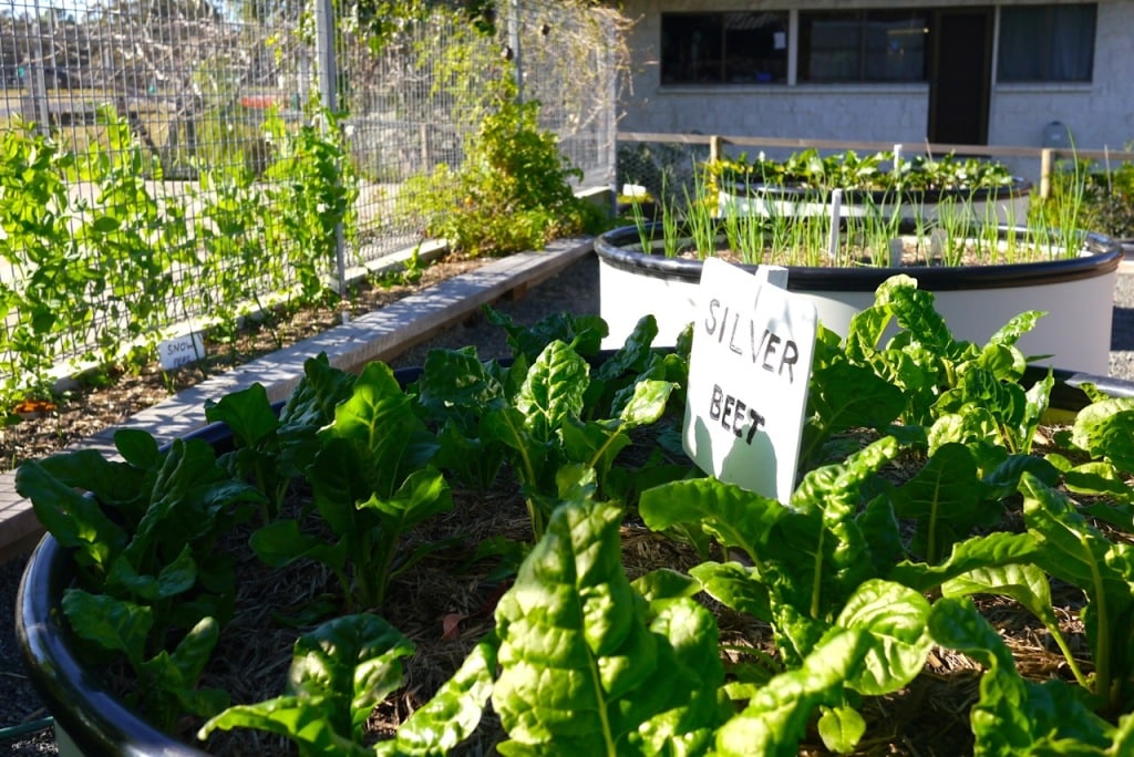 A wanderer's guide to Iluka - Milkwood: permaculture courses, skills ...