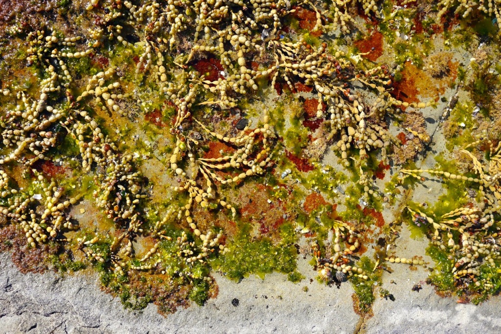 A wanderer's guide to Iluka - Milkwood: permaculture courses, skills ...