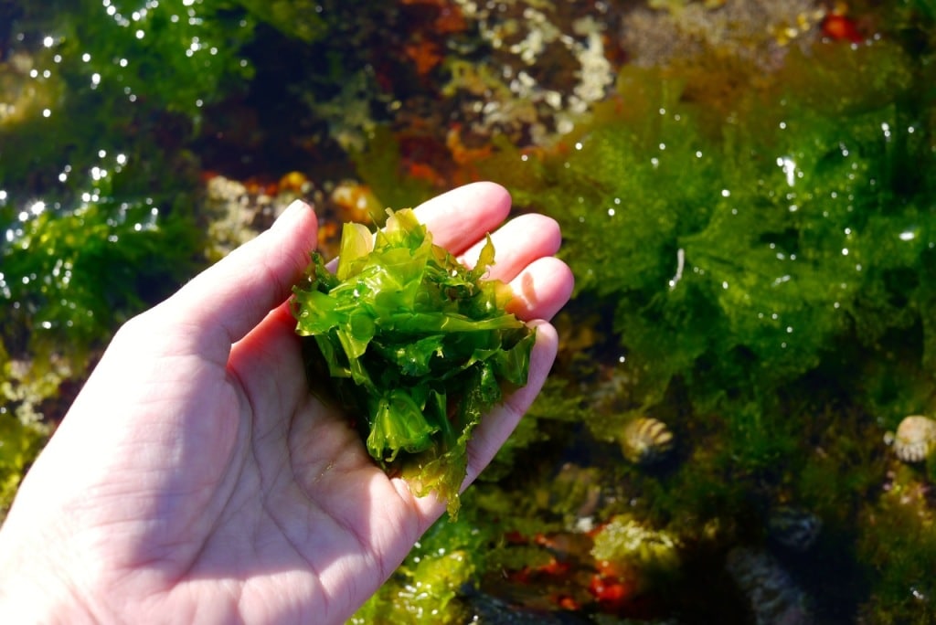 A wanderer's guide to Iluka - Milkwood: permaculture courses, skills ...