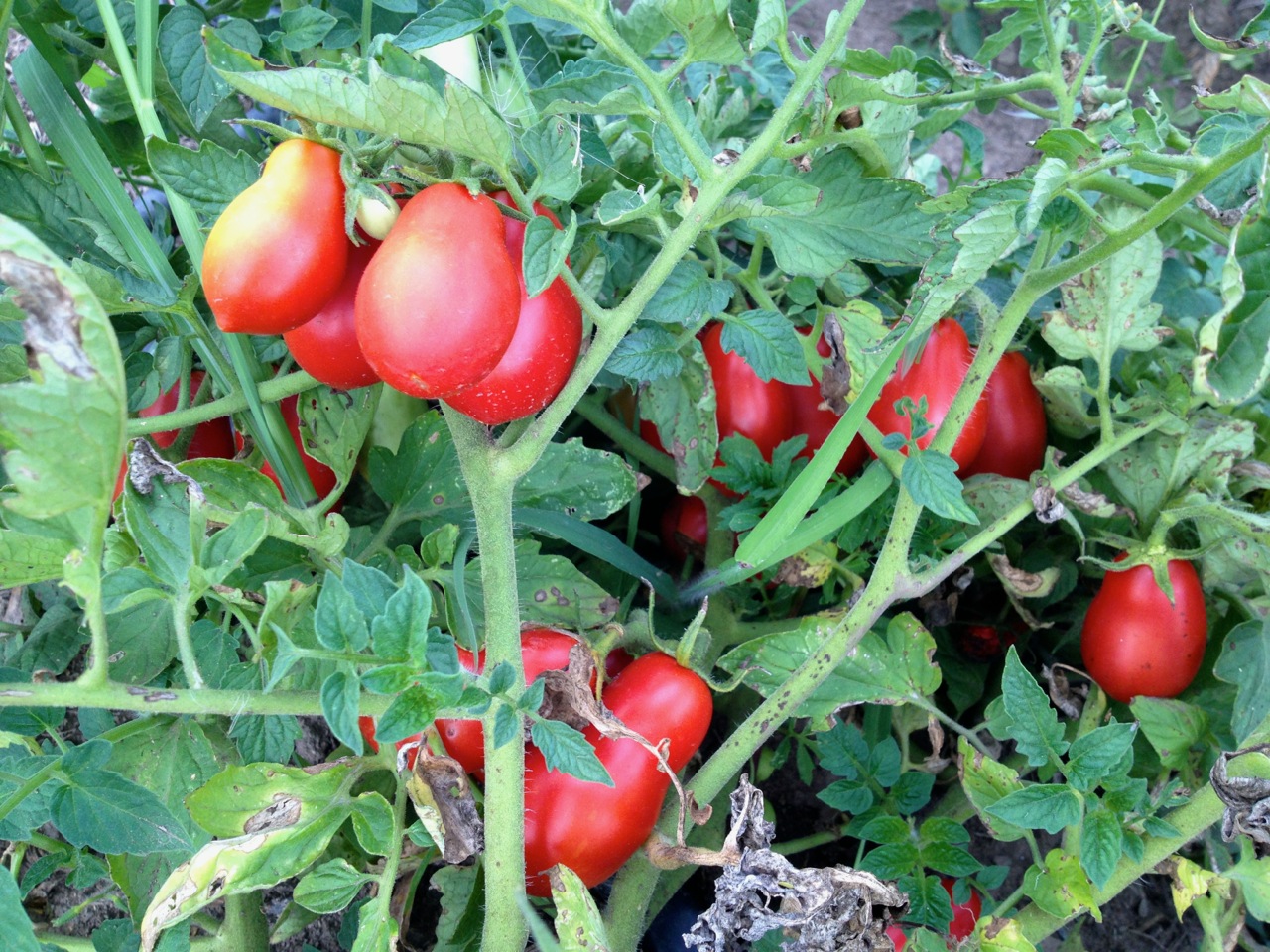 Our 5 Favourite Tomato Varieties