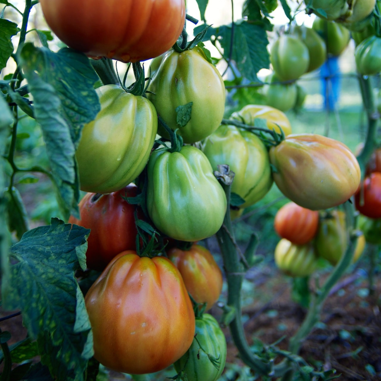 Our 5 Favourite Tomato Varieties