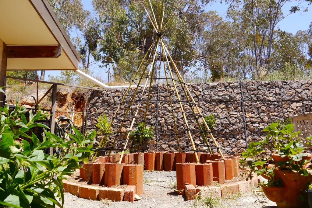 Bean Tipi Seeds - Who Wants Some? - Milkwood: permaculture courses ...