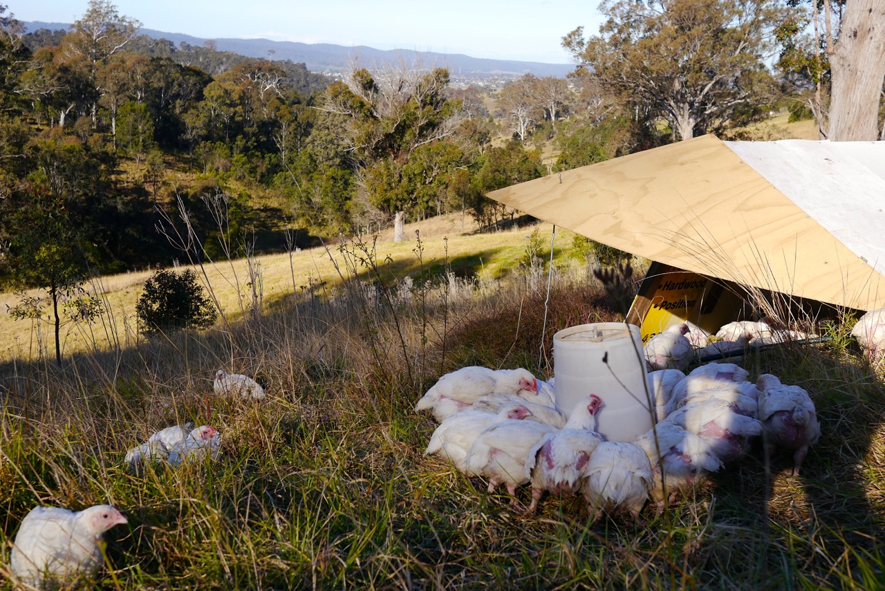 Visiting: Autumn Farm, Bega - Milkwood: permaculture courses, skills ...