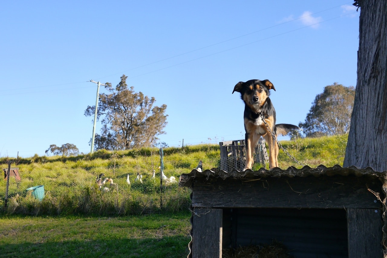 Visiting: Autumn Farm, Bega - Milkwood: permaculture courses, skills ...