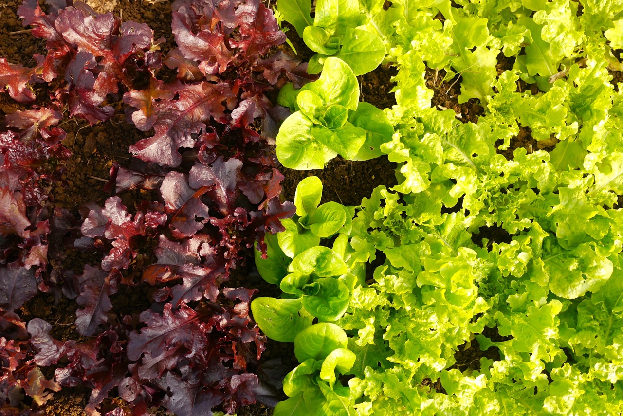 Spring Greens at Allsun Farm - Milkwood: permaculture courses, skills ...