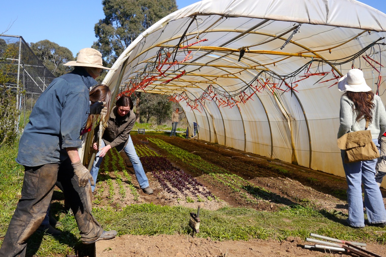Spring Greens at Allsun Farm - Milkwood: permaculture courses, skills ...