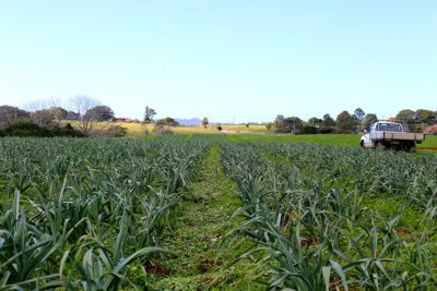 Visiting: The Farm at Byron Bay - Milkwood: permaculture courses ...