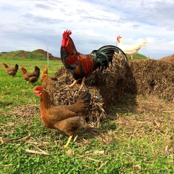 Visiting: The Farm at Byron Bay - Milkwood: permaculture courses ...