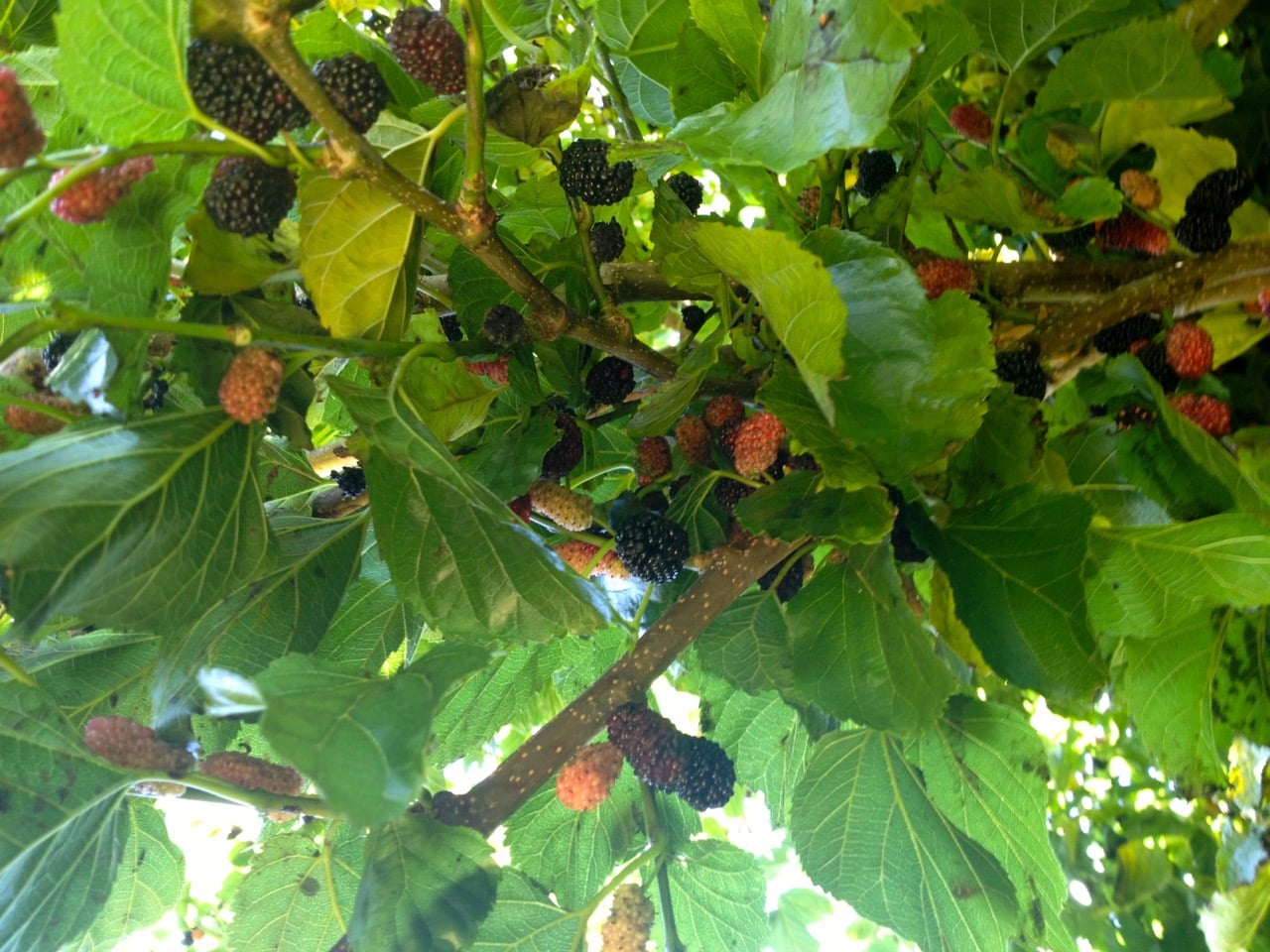 Late Spring Foraging: Dianella + Mulberries - Milkwood: permaculture ...
