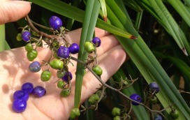 How to make a wicking box (mini wicking bed) - Milkwood: permaculture ...