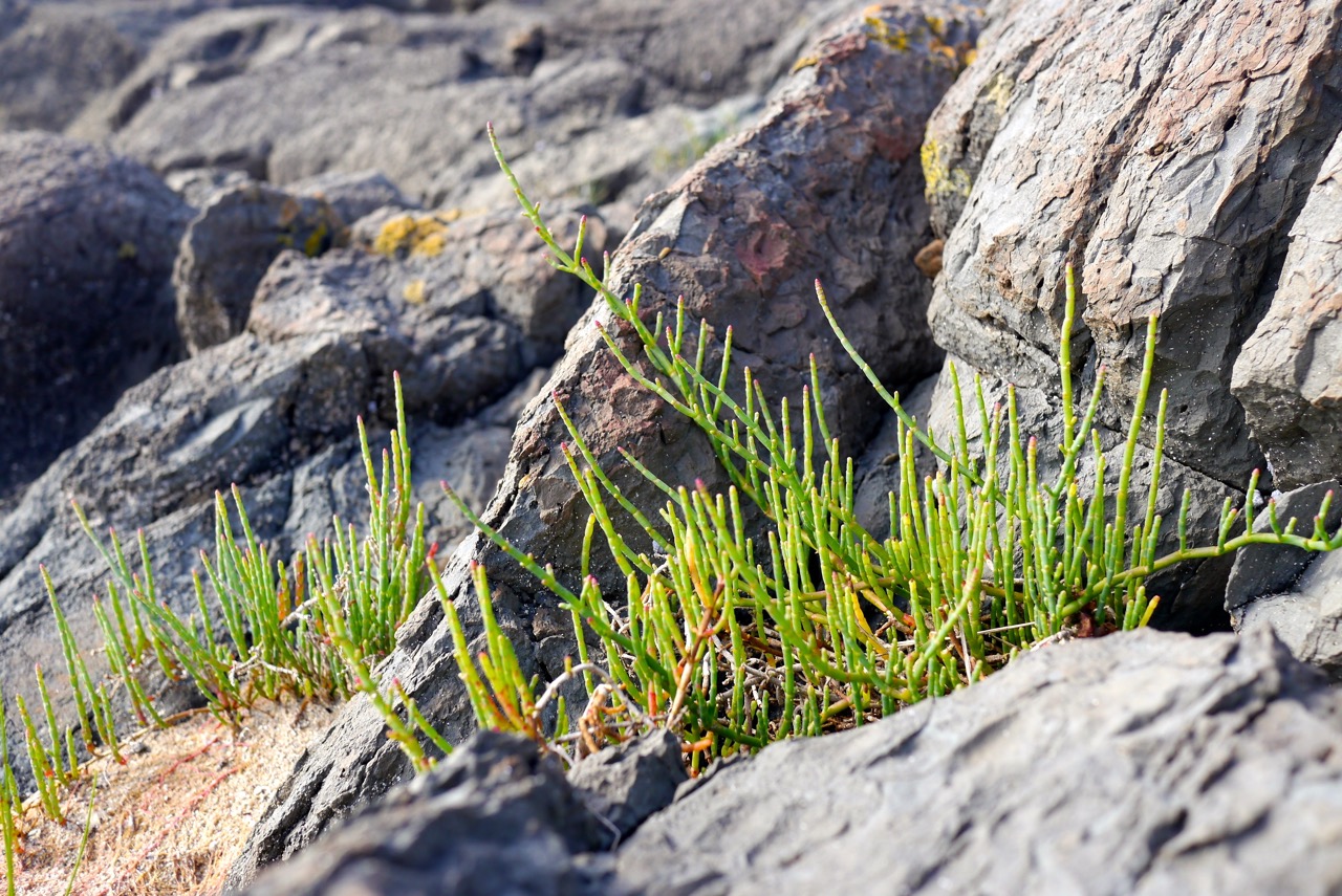Foraging: Beaded Samphire (Glasswort) - Milkwood
