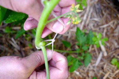 How to String up your Climbing Tomatoes