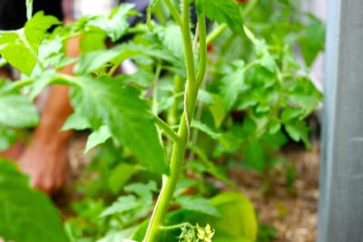 How to String up your Climbing Tomatoes