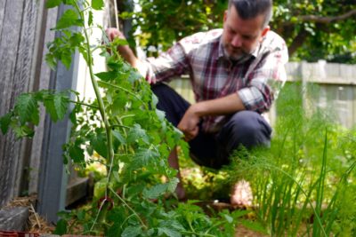 How to String up your Climbing Tomatoes