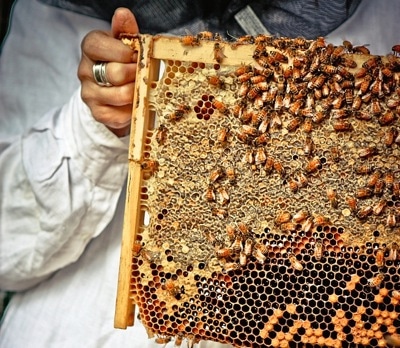 The Sun Hive: experimental Natural Beekeeping - Milkwood: permaculture ...