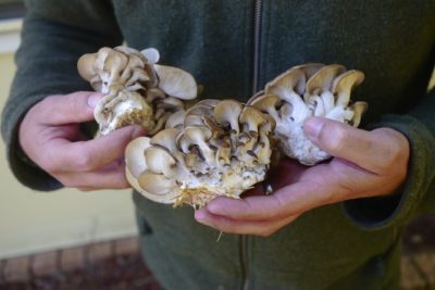 First, Grow your Mushroom - DIY Pappardelle al Funghi