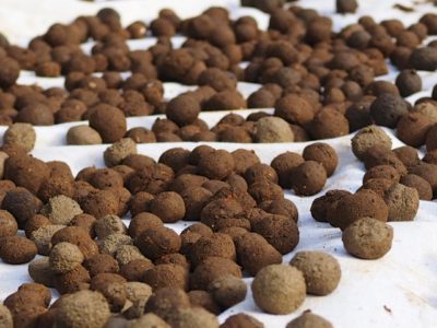 Making: Seed Balls: for getting things growing in unlikely places