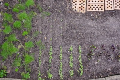 Preparing a new Garden Bed with Double Digging