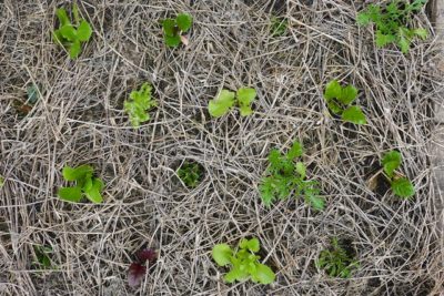 Preparing a new Garden Bed with Double Digging
