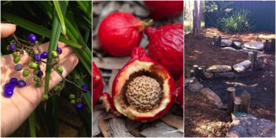 5 Bush Tucker Plants for Your Small Garden