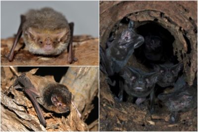 How to Build a Microbat Box