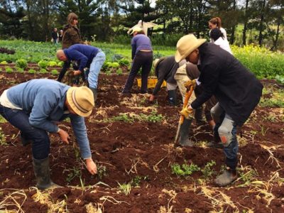 Starting out the Biointensive Beds at Buena Vista Farm