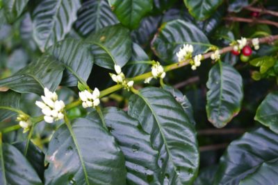 Growing + Making Cascara: Coffee Berry tea