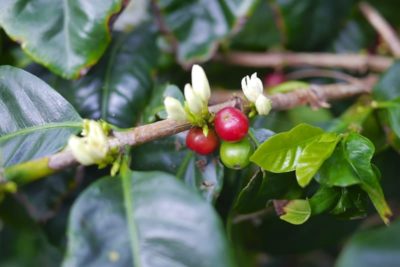 Growing + Making Cascara: Coffee Berry tea