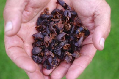Growing + Making Cascara: Coffee Berry tea