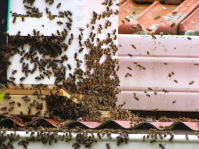 Natural Beekeeping: Tips for catching a swarm