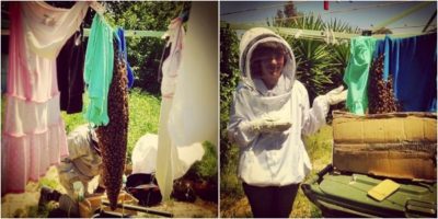 Natural Beekeeping: Tips for catching a swarm