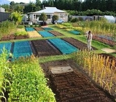 5 Bush Tucker Plants for Your Small Garden