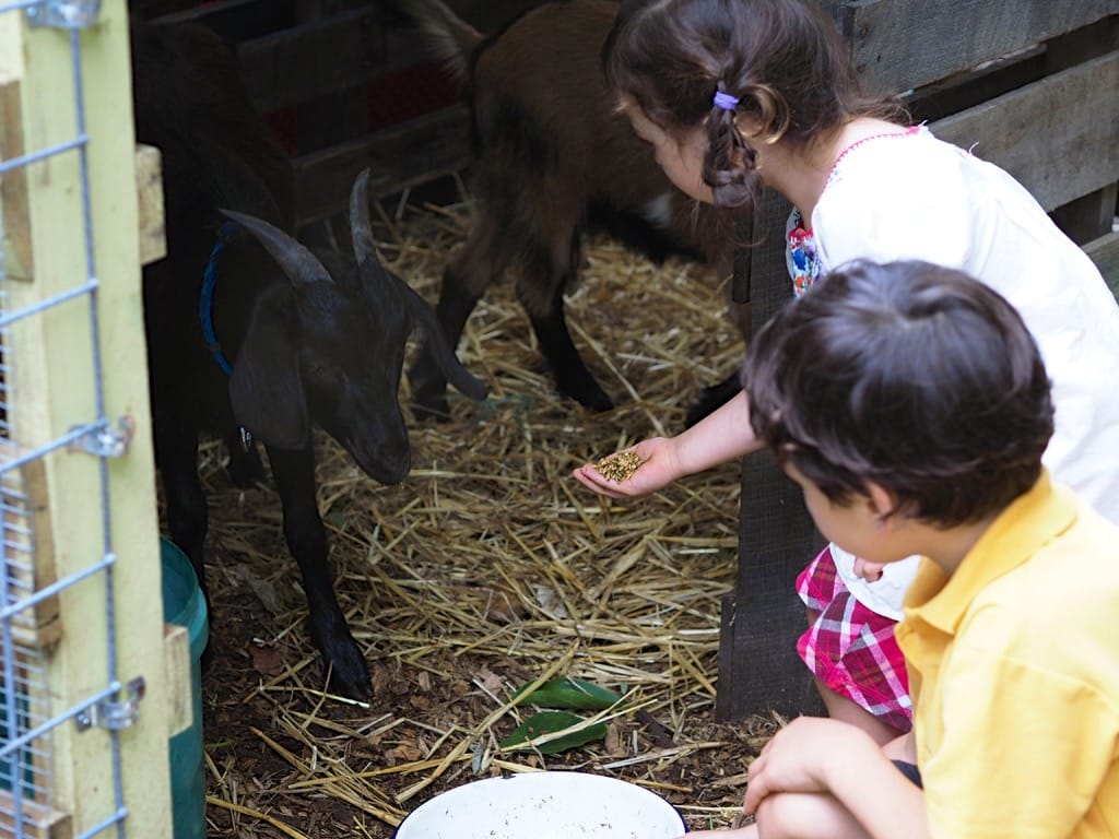 How to Convince your School to Get a Goat