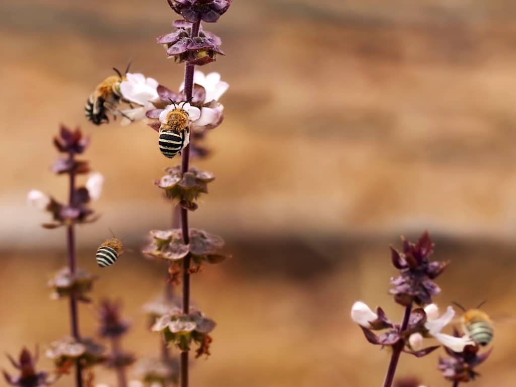 Join the Wild Pollinator Count: November 15 - 22