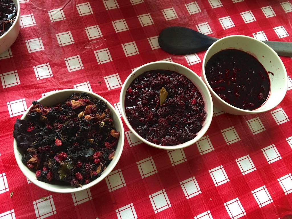 Plants as Paintbox - Natural Dyeing basics - Milkwood: permaculture ...