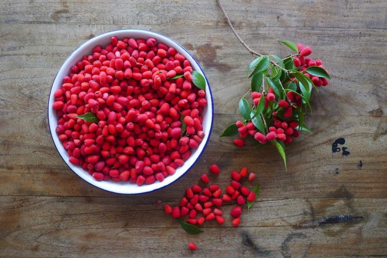 Making Lilli Pilli Gin: and muffins, and cordial, and chutney ...