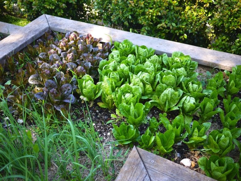 Making Seaweed Fertilizer: with added Nettles, Comfrey and Borage
