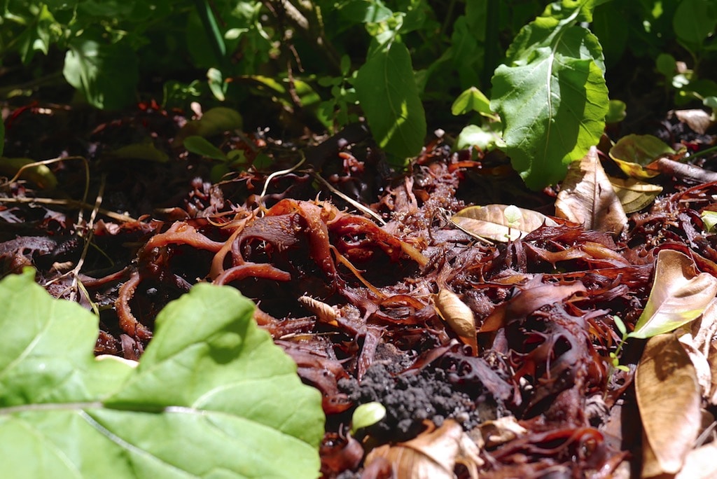 Making Seaweed Fertilizer: with added Nettles, Comfrey and Borage