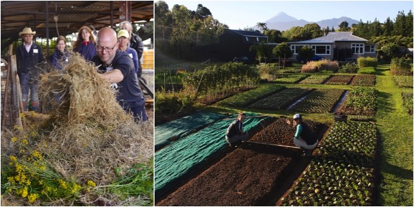 Biointensive Gardening | Fasci Garden