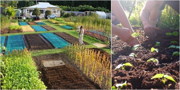 Biointensive Agriculture Meaning