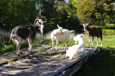 Closed-Loop Cheese: The Goat Forage System at Melliodora