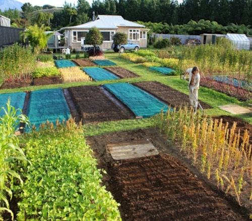 Our 5 Favourite Tomato Varieties