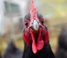 Design Basics: Mapping the Sun on your Site